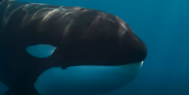 The real orca attack video, watch killer whale ripping apart its target ...