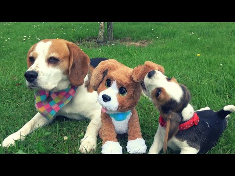 Dogs Meet Talking FurReal Beagle Toy