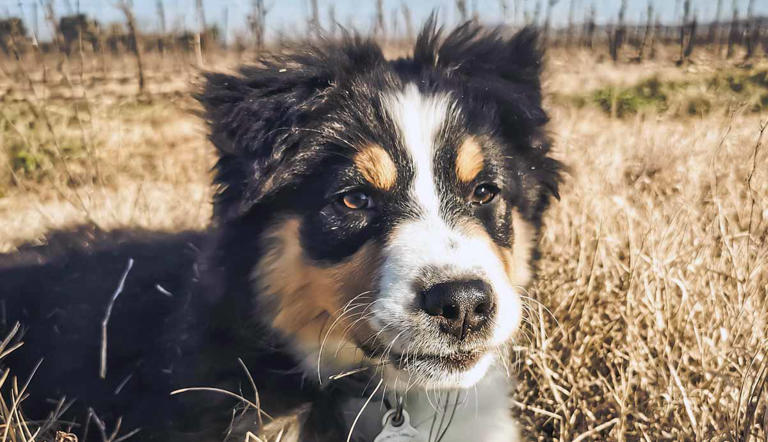 Miniature American Shepherd Colors and Coat Patterns: A Visual Guide
