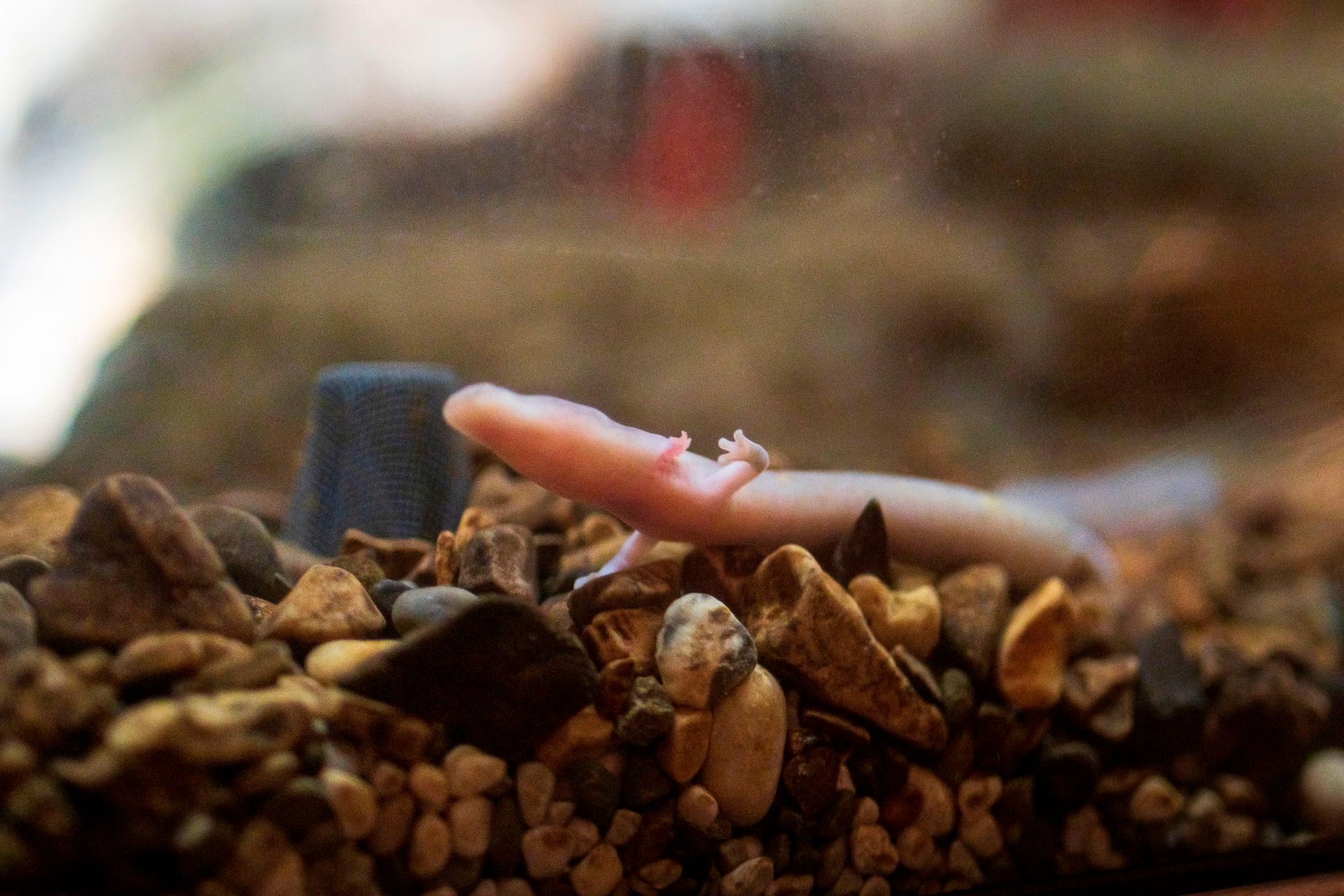 Meet the extraordinary cave dwelling animals who can stay still for years