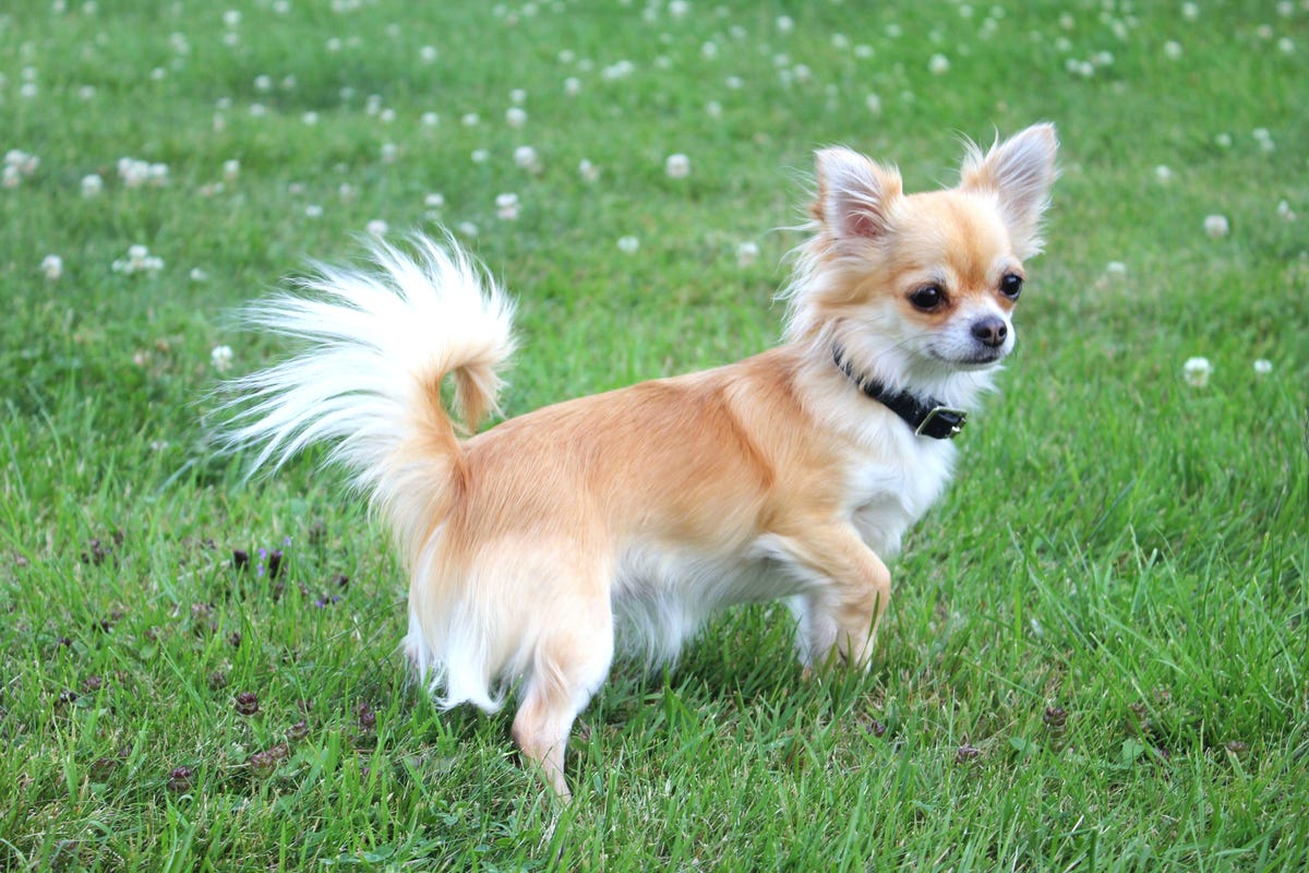 Revealed: 20 of the world's smallest dog breeds