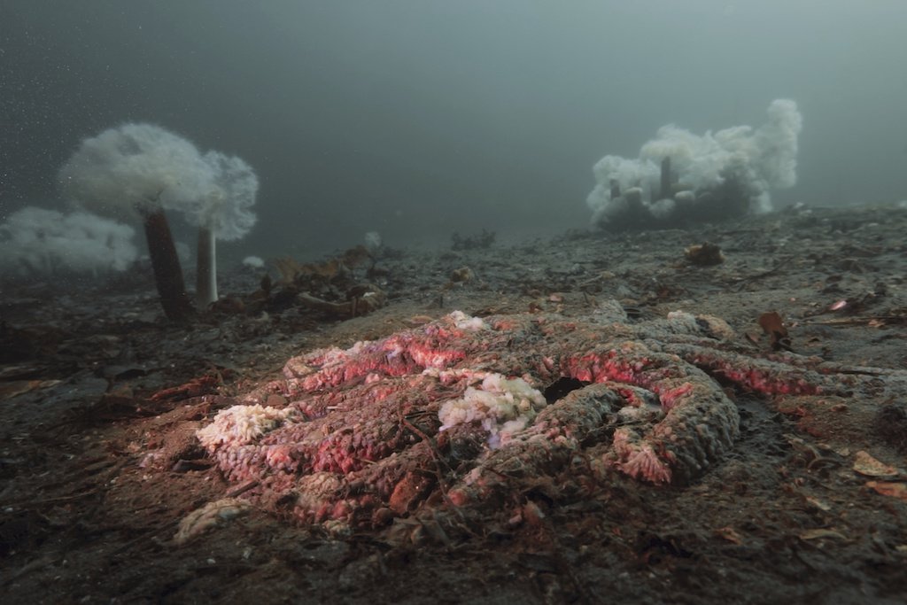Scientists have solved ‘one of the greatest ocean mysteries’