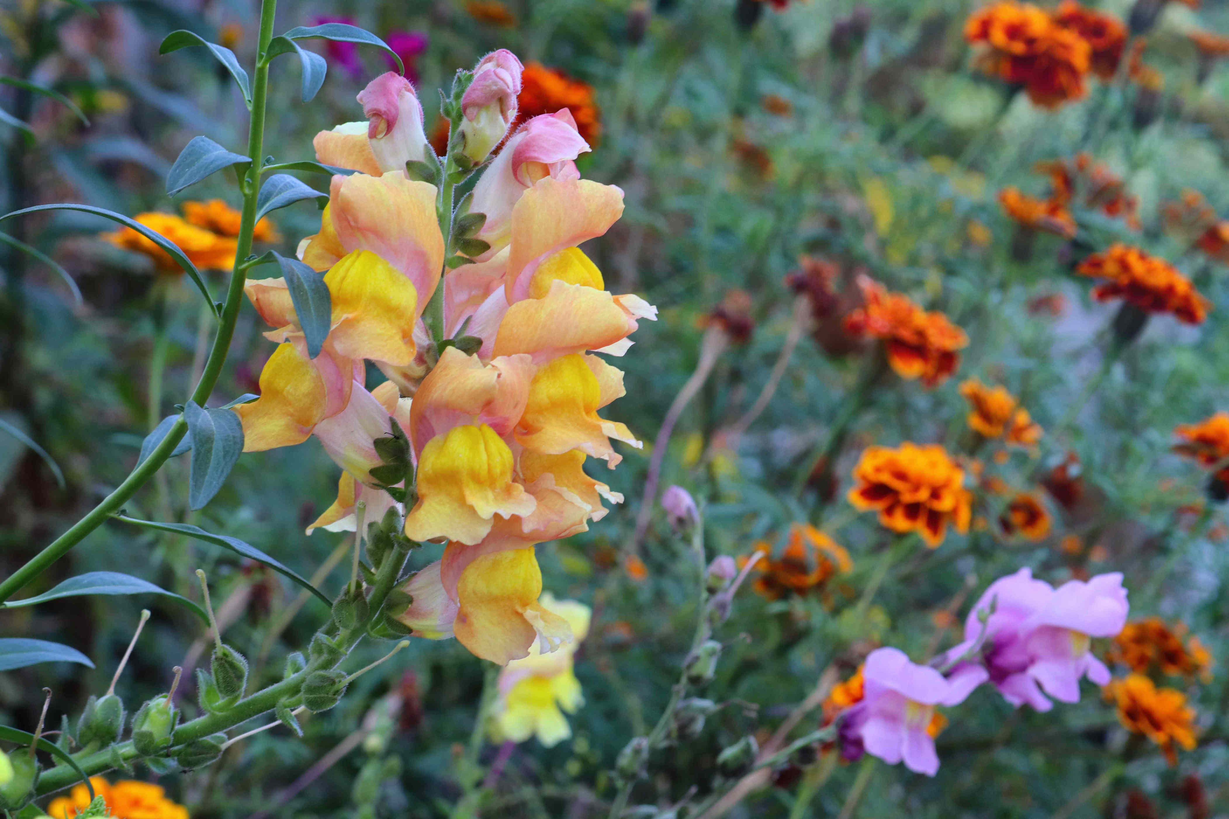 5 Common Flowers You Should Plant in August for More Blooms All Through ...