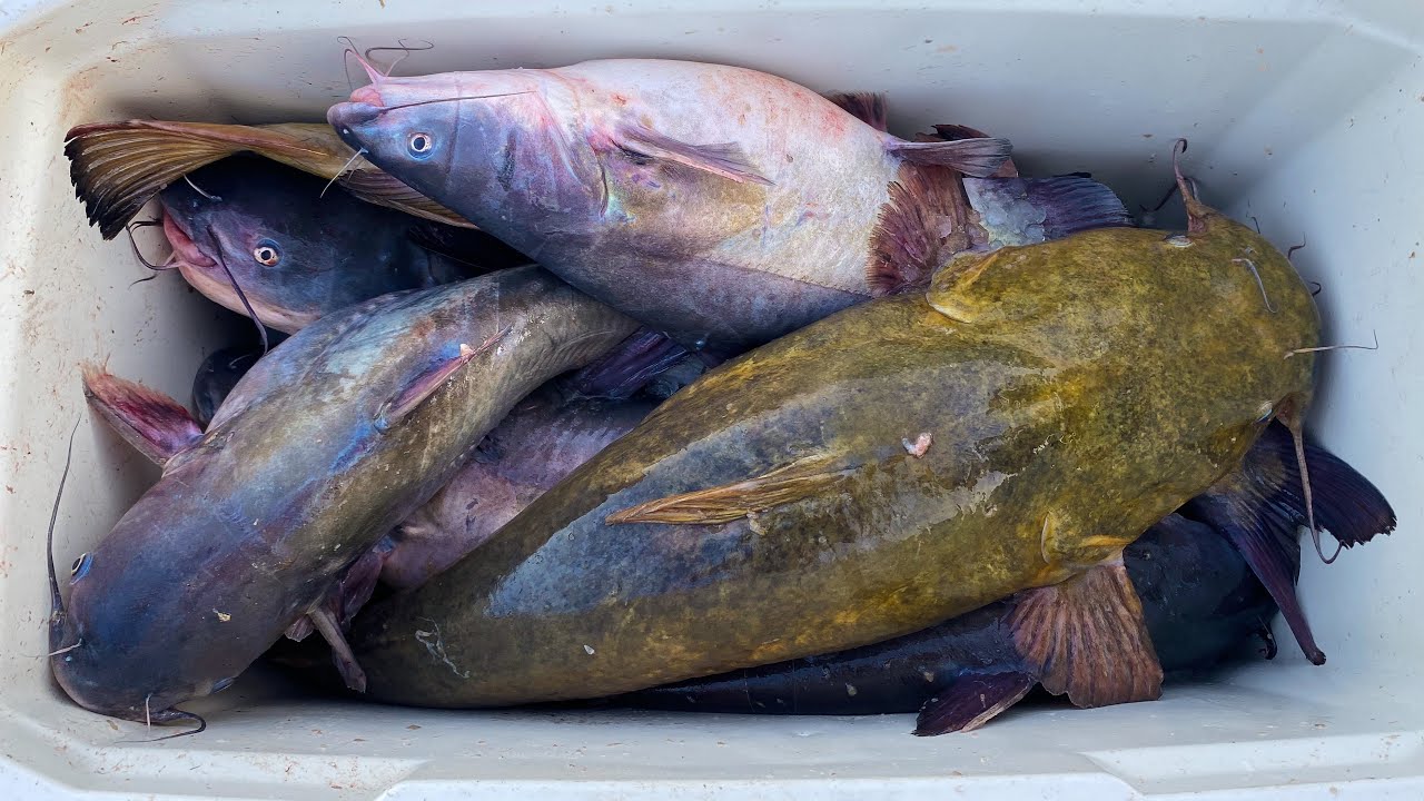 Fishing expedition yields 200 pounds of catfish catch