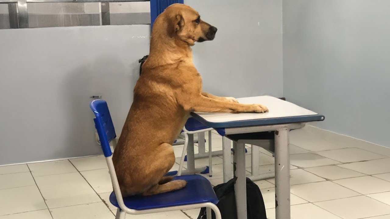 Funniest Animals Guaranteed to Make You Laugh Hard