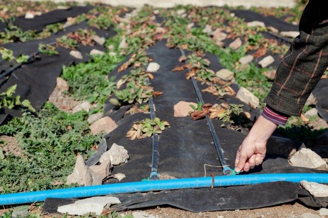 Gardener reveals unexpected nightmare found under soil: 'The sooner you ...