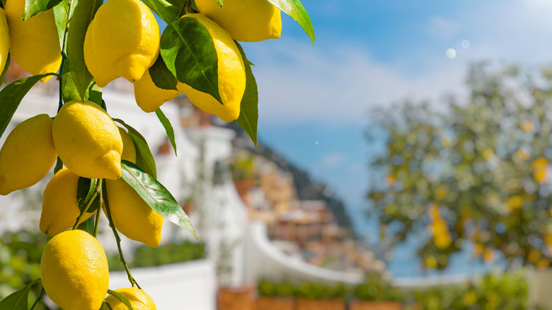 15 Essential Ingredients For Italian Cooking