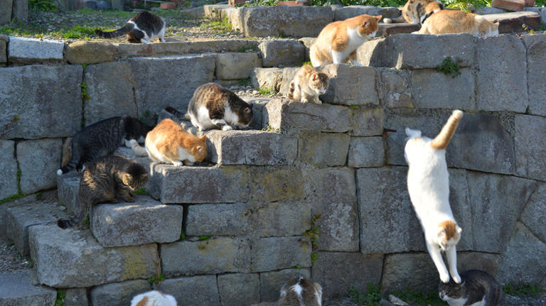 5 Cutest Things To Do On Japan's Cat Island