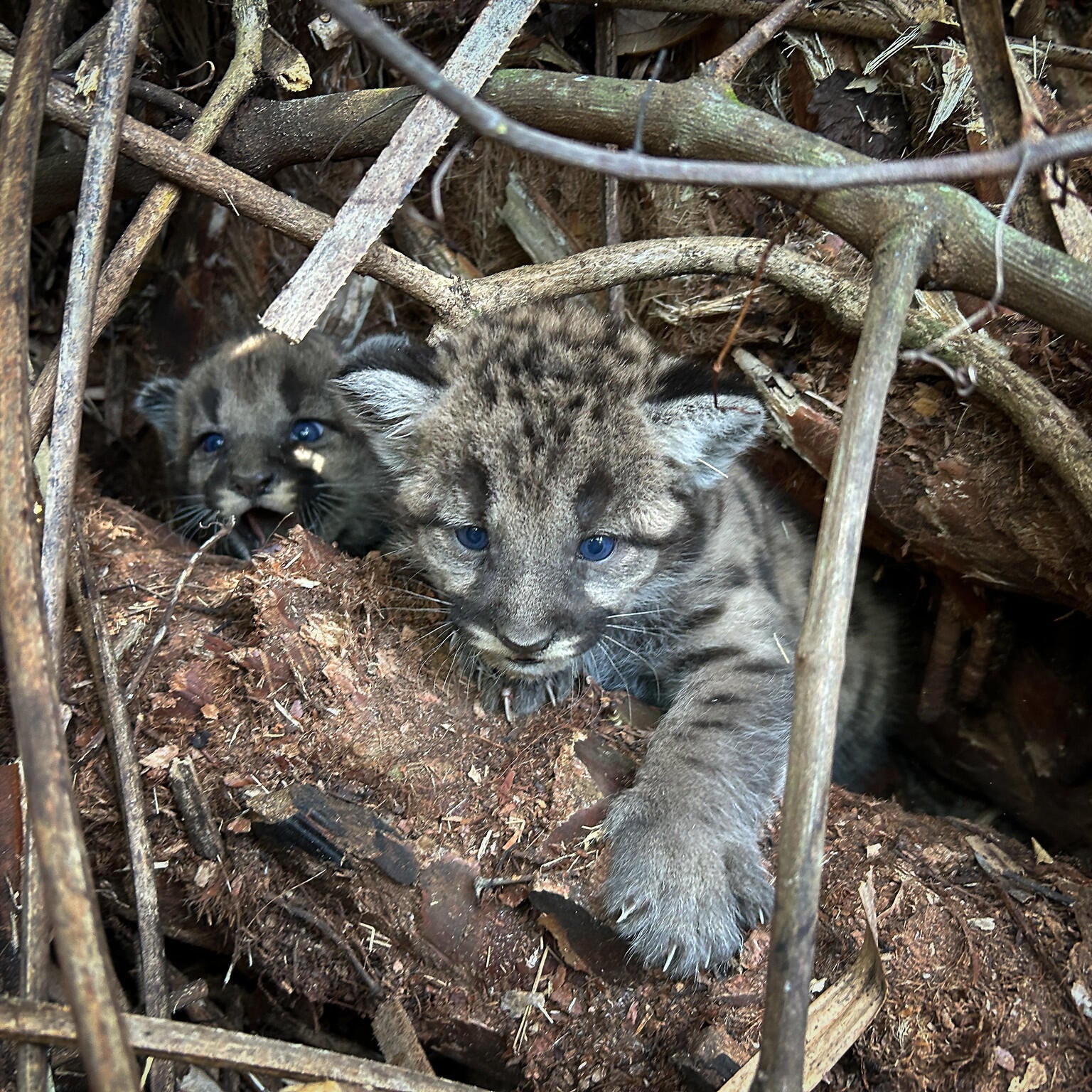 3-month-old endangered panther kittens killed by vehicle in Florida