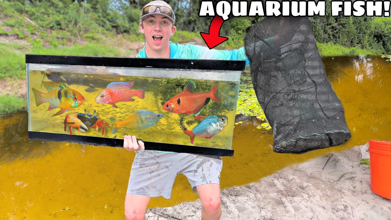 Trapping Aquarium Fish for My Tank