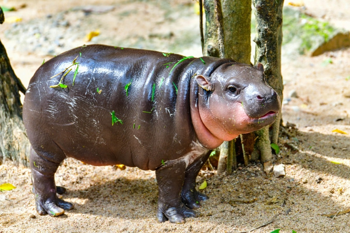 Caretaker Explains Why Famous Baby Pygmy Hippo Will Never Meet His Dad