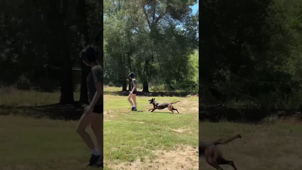 Belgian Malinois Learns New Tricks With Gentle Training