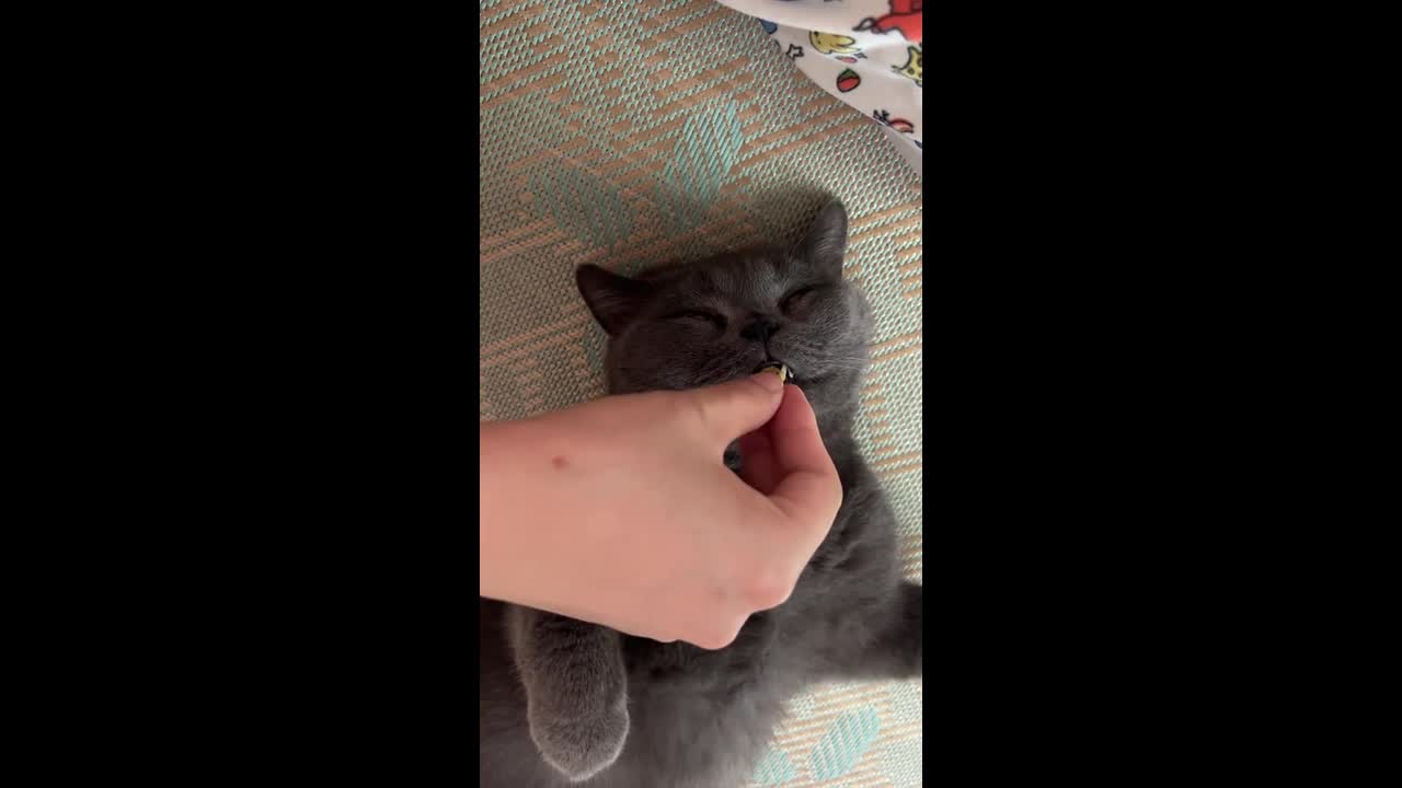 Sleeping British Shorthair cat eats food without waking in Anhui, China
