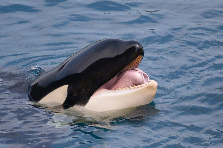 Worrying truth behind 'video of whale trainer being attacked by orca ...