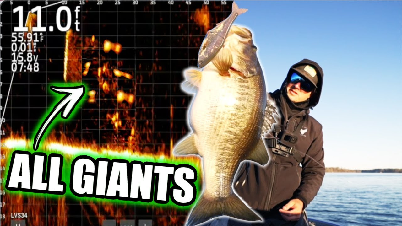 Watch double digit bass go into feeding frenzy
