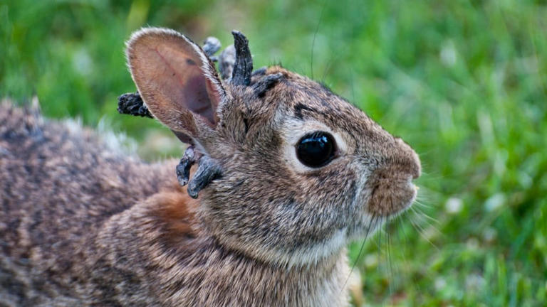 Rabbits with tentacle-like warts seen in Colorado