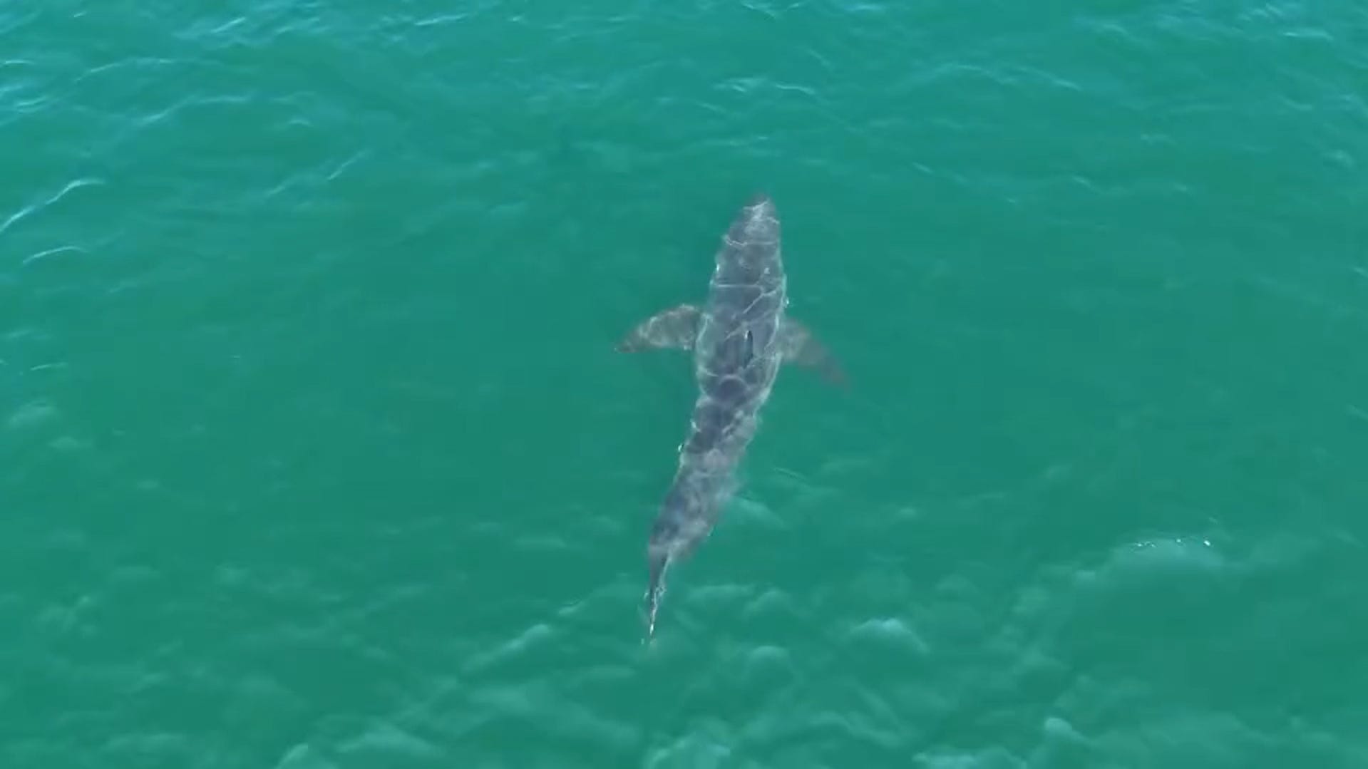 Drone follows great white shark lurking near popular beach