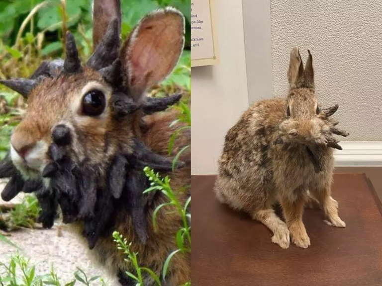 Strange ‘Tentacle-Eared’ Rabbits in Colorado Spark Viral Buzz — Experts ...