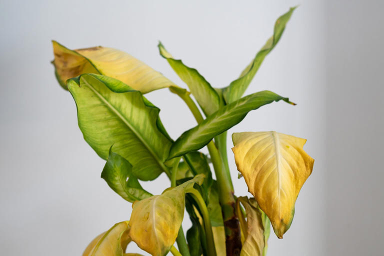10 Signs You’re Overwatering Your Plants