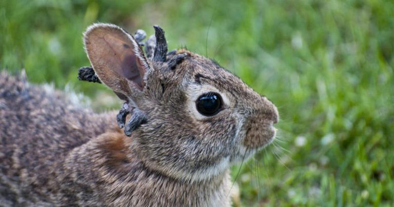 1st case of deadly rabbit virus confirmed in Dare Co.