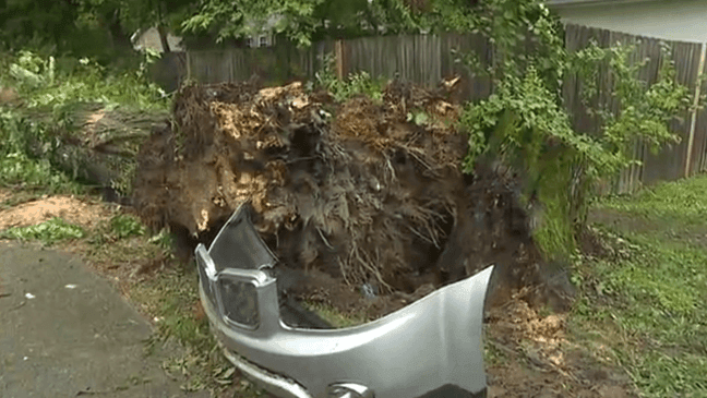 Falling tree kills 2 adults, 1 child near Chattanooga; Victims identified