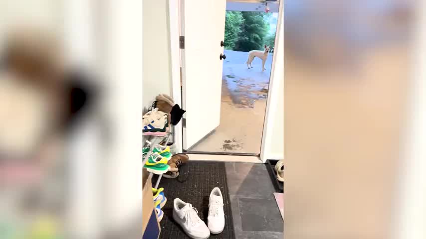 Tears As Rescue Dog Takes First 'Cautious' Steps Into New Forever Home