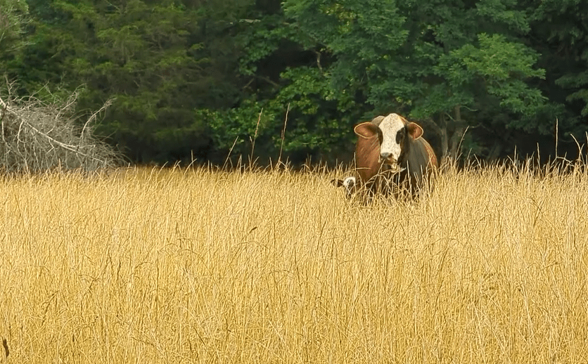 25-30 cows missing or dead on Brown County property