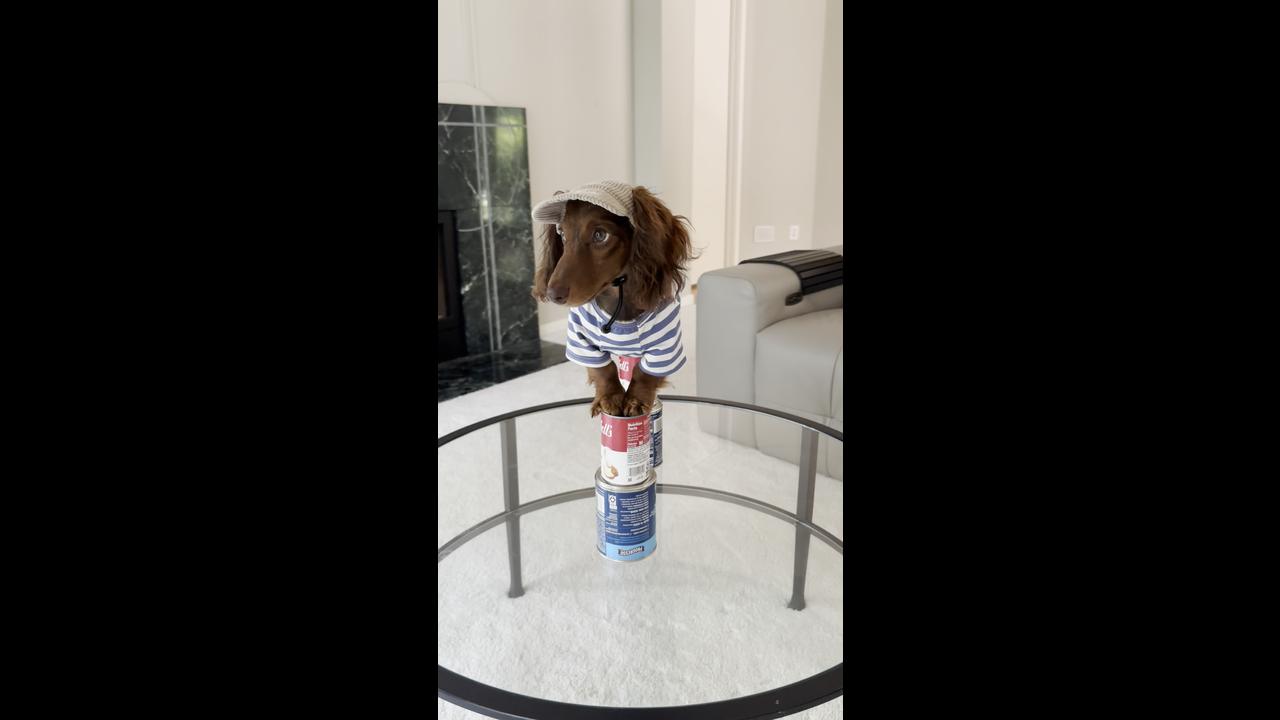 Mini Dachshund Nailed the Nicki Minaj Pose