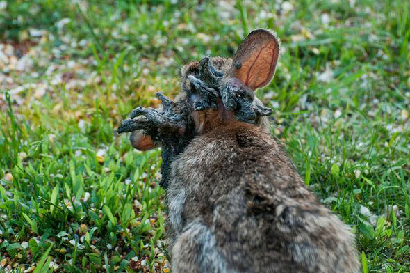‘Frankenstein' rabbits with 'tentacles' spotted in the US as deadly ...