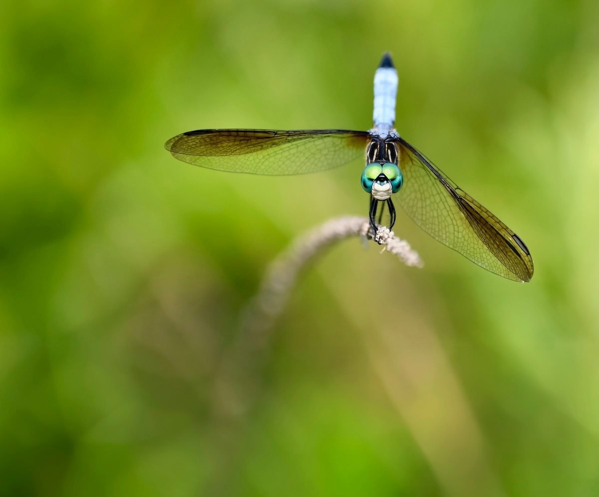 What Foods Do Dragonflies Eat (and Do They Bite)?