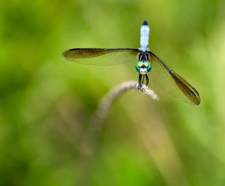 What Foods Do Dragonflies Eat (and Do They Bite)?
