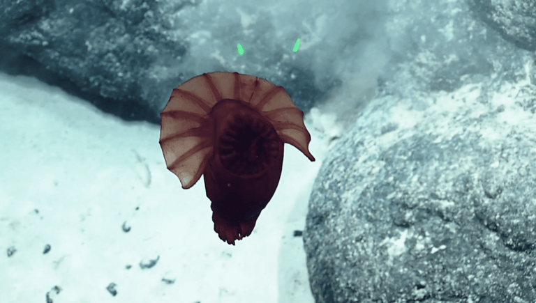 Bizarre ‘Headless Chicken Monster’ Sea Cucumber Stuns Scientists with ...