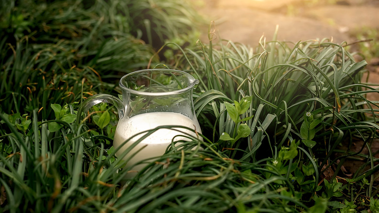 Here's What You Need To Know About Using Milk To Fight Mildew In Your ...