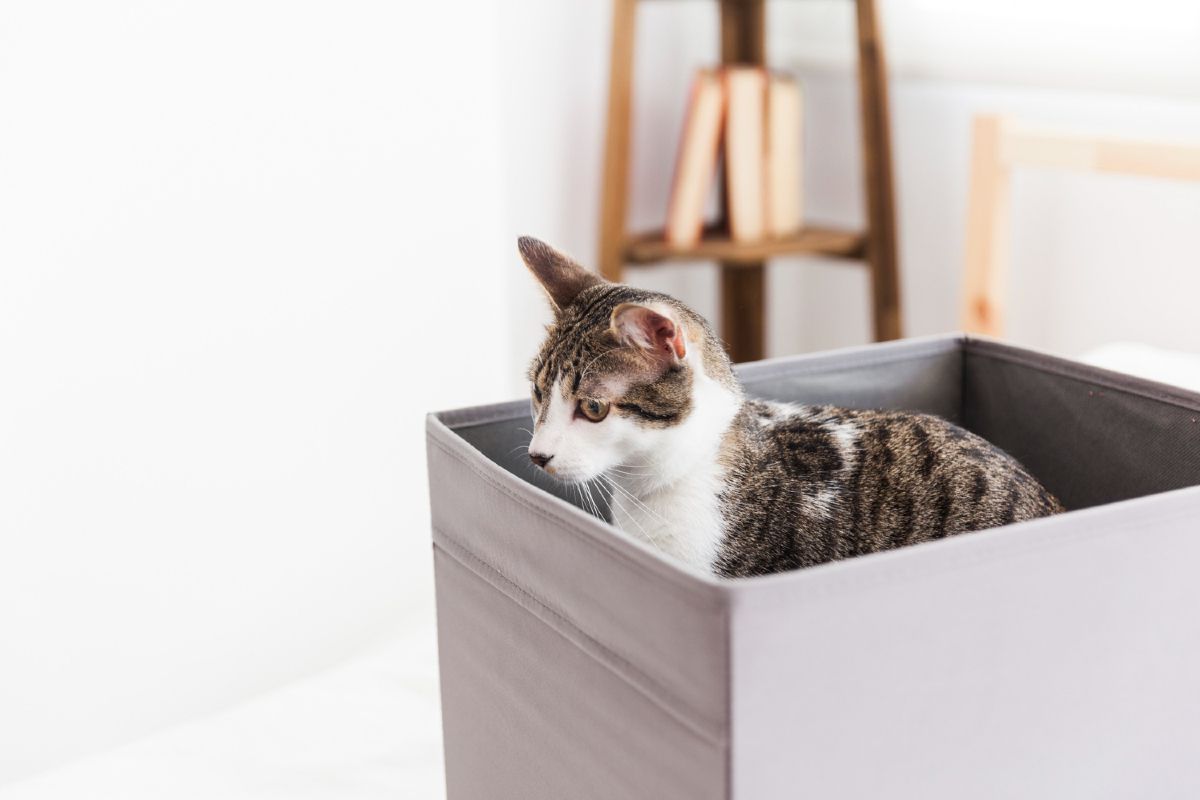 7 Cara Menghilangkan Bau Kencing Kucing agar Rumah Tetap Segar dan Bersih