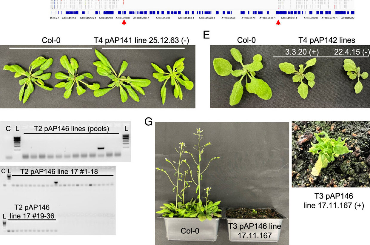 Back to the basics: Minimal genomes yield viable plants for biotech ...