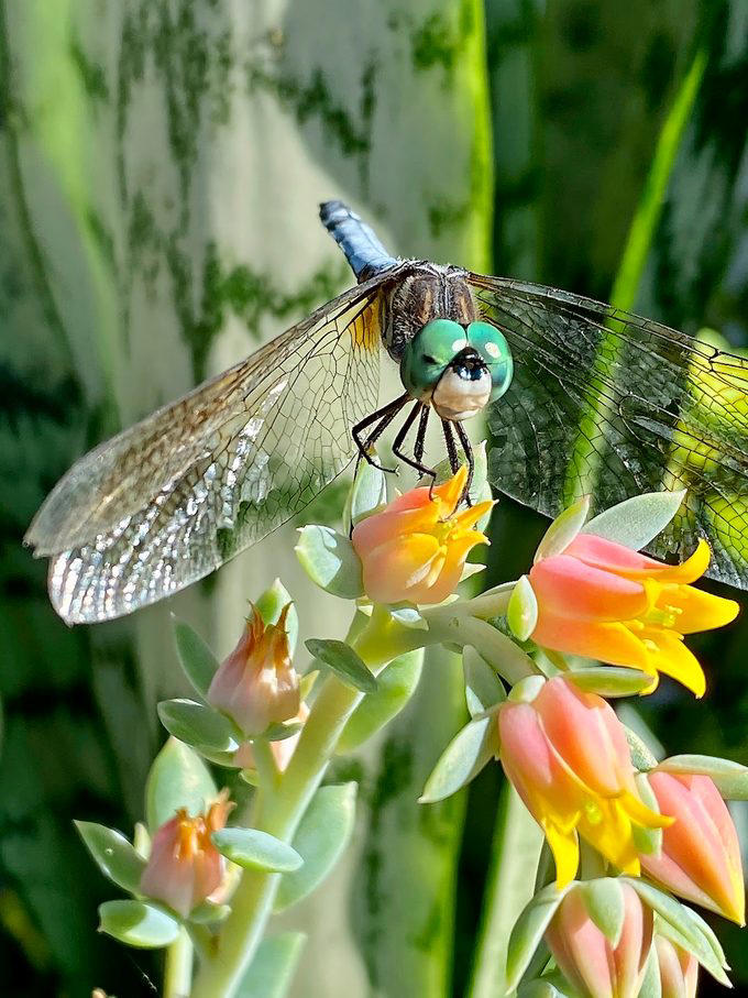 What Foods Do Dragonflies Eat (and Do They Bite)?