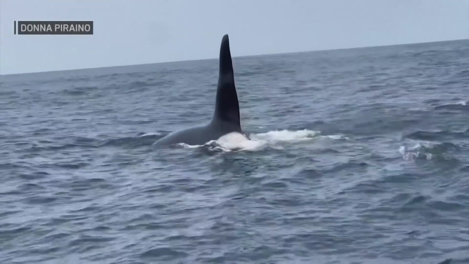 Orca seen up close by fishermen off Massachusetts coast