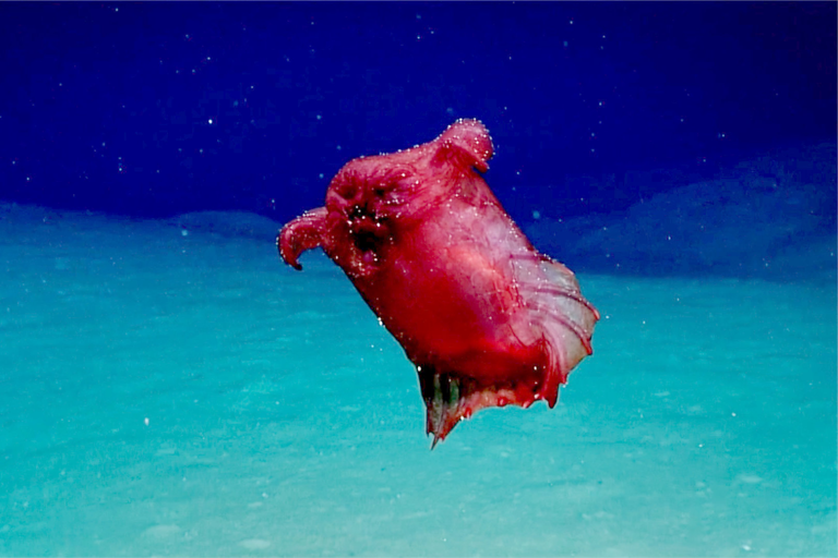 Bizarre ‘Headless Chicken Monster’ Sea Cucumber Stuns Scientists with ...