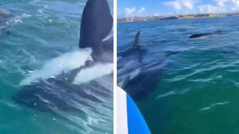 Watch: After fake Jessica Radcliffe orca attack, THIS real spine ...