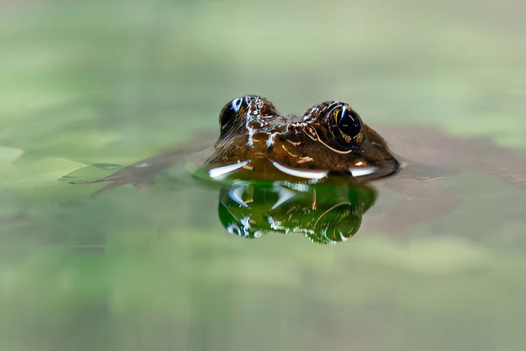 Oakland Zoo releases 1,000 yellow-legged frogs on verge of extinction