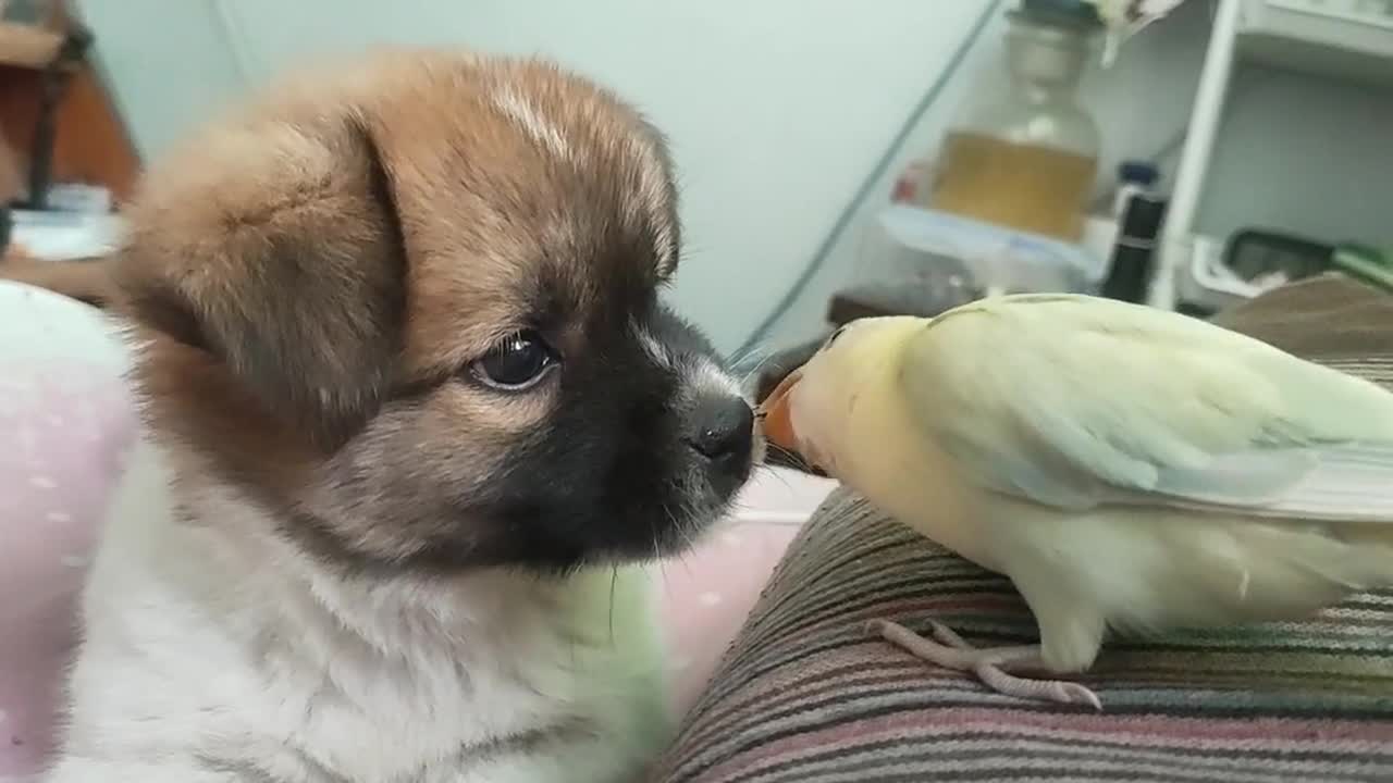 Dog plays with pet bird before falling off bed in China