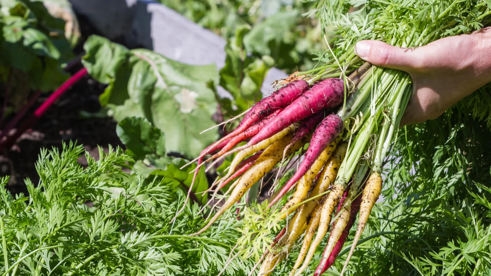 Make your front yard pop with these veggies