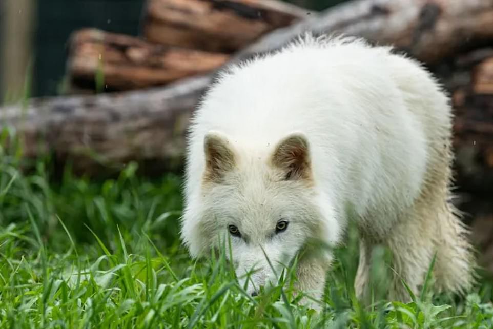 The first female dire wolf brought back 12,000 years after extinction
