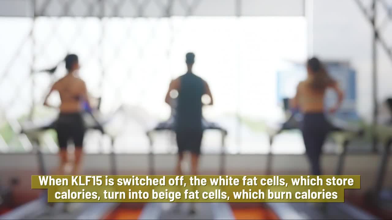 Scientists Discover How To Use White Fat Cells To Burn Calories