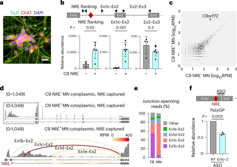 A mutation linked to ALS and dementia miswires gene expression