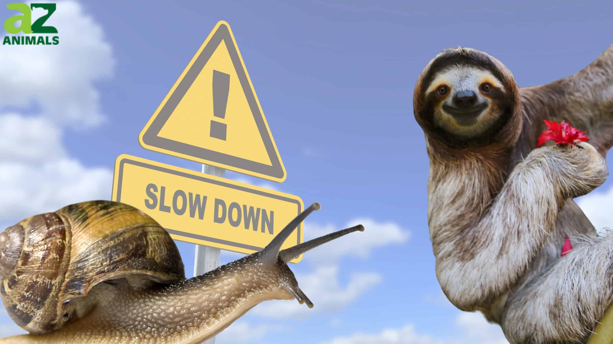 8 of the Slowest Animals in the Whole World