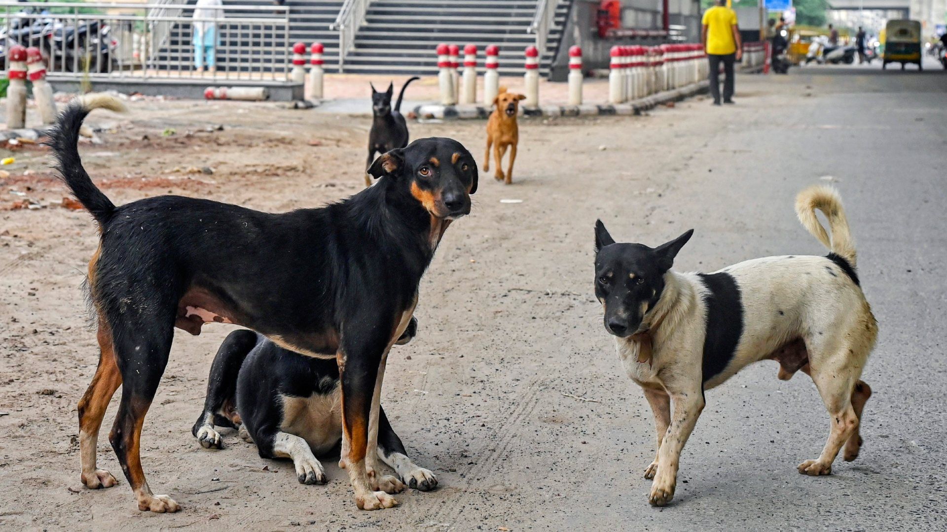 America Stray Dogs: अमेरिका में हर साल क्यों मार दिए जाते हैं लाखों ...