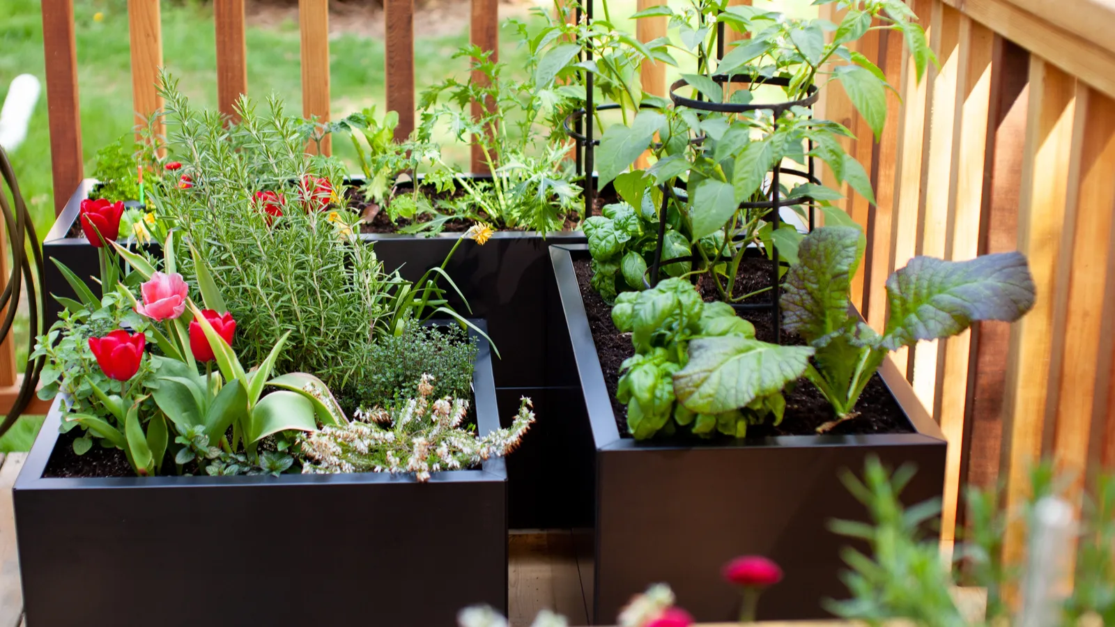 14 architectural plants that thrive in containers