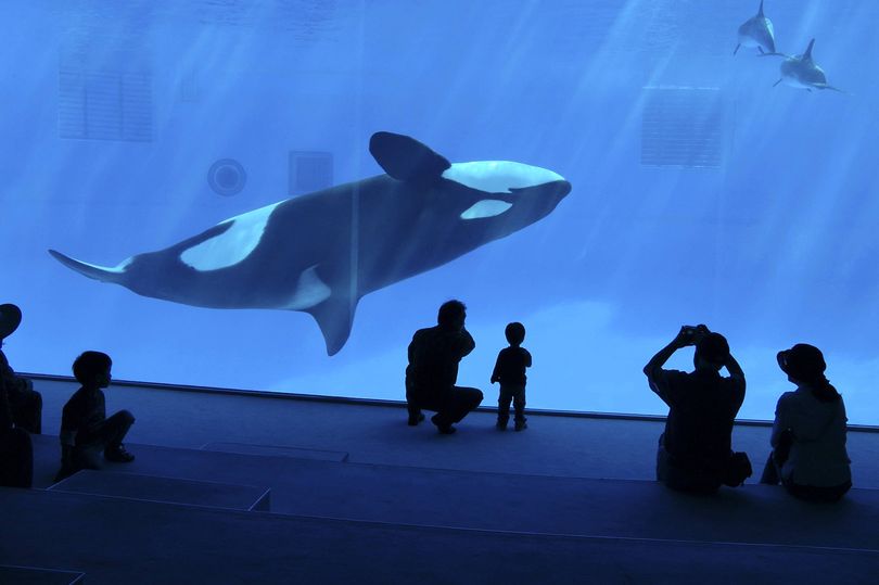 Reality behind gory 'Jessica Radcliffe video' that shows 'trainer ...