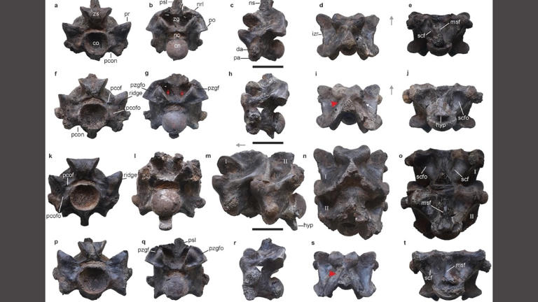 Vasuki Indicus: Prehistoric India’s World-Beating Snake